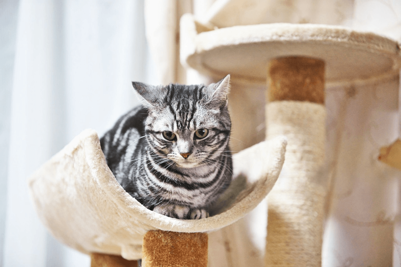 The Ultimate Guide to a Cat Tree for Large Cats: Finding the Perfect ...