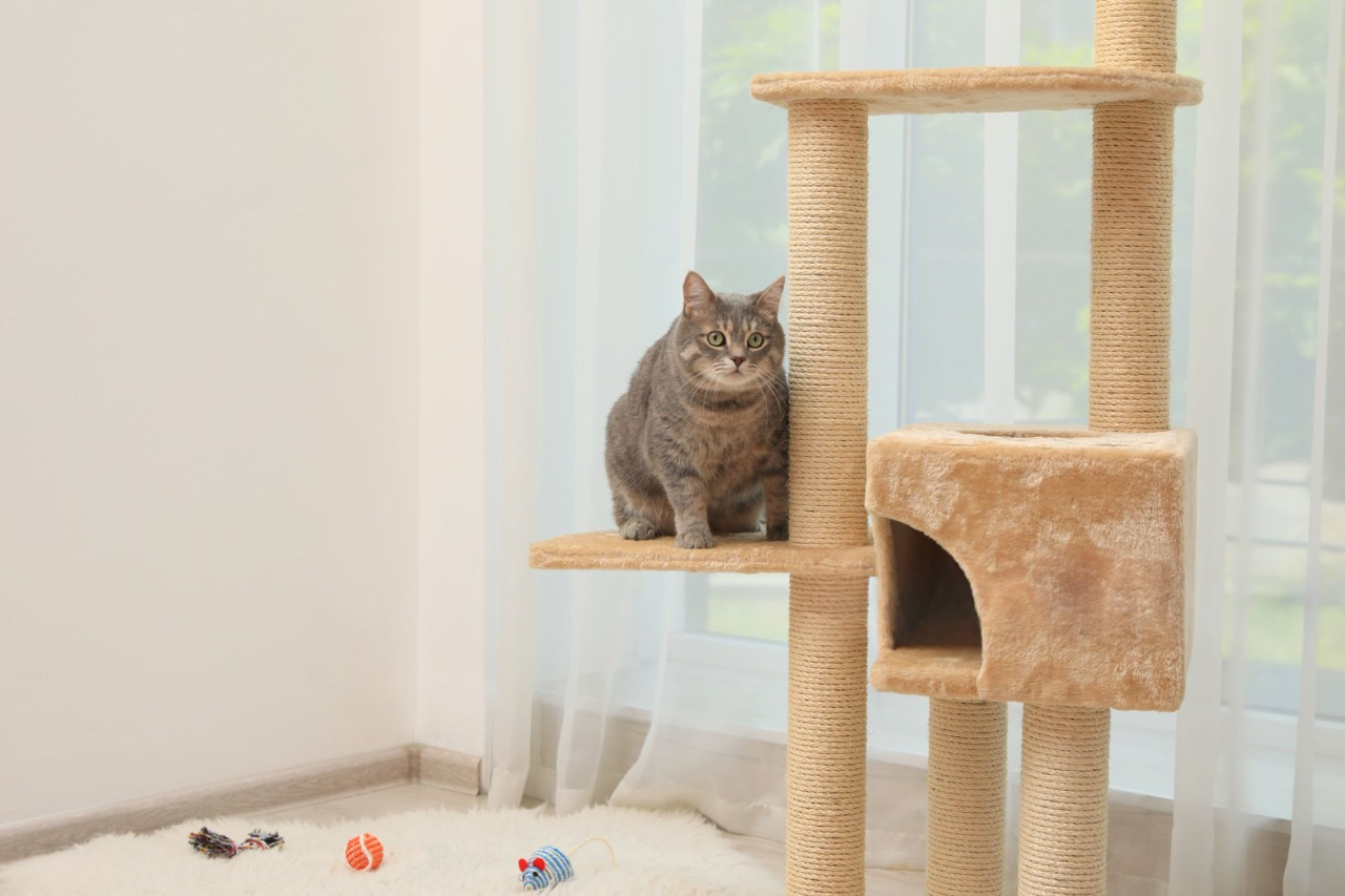 The Ultimate Guide to a Cat Tree for Large Cats: Finding the Perfect ...