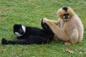 The 20 Most Loyal Animals in the World - Animal Sound