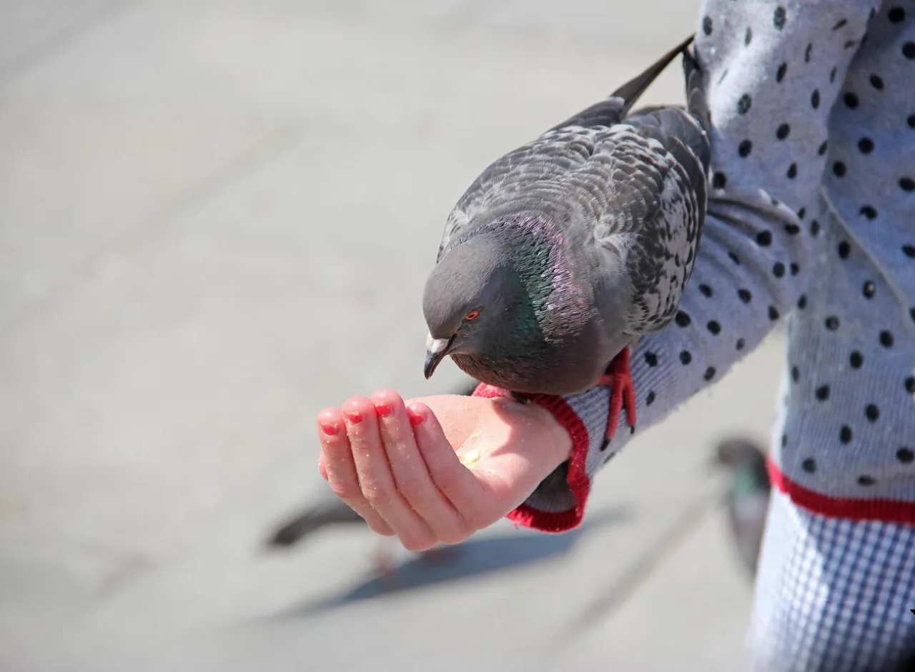 Keeping a Pigeon as a Pet: The Ultimate Guide 2025 - Animal Sound