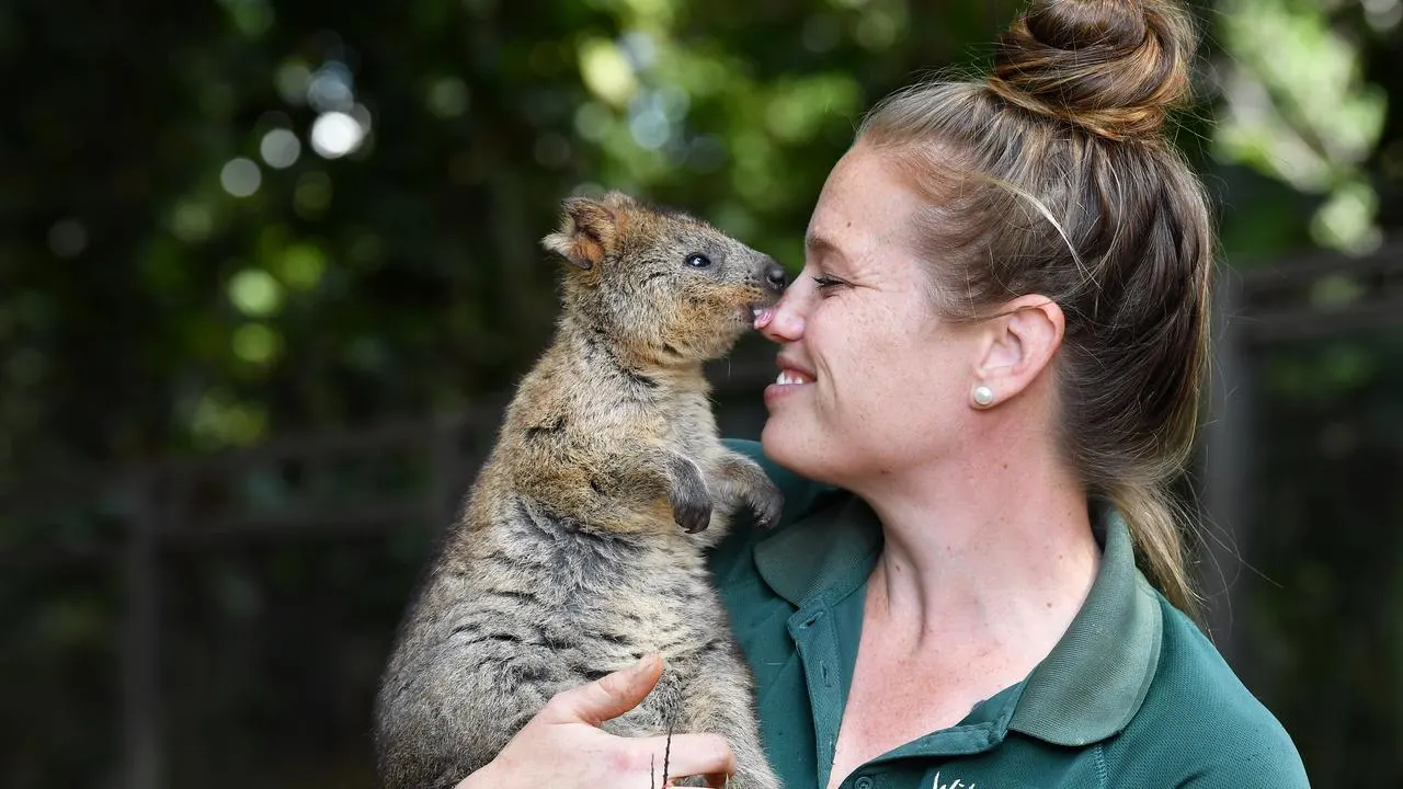 Quokka as a Pet: Care, Legalities, and Ownership Guide - Animal Sound